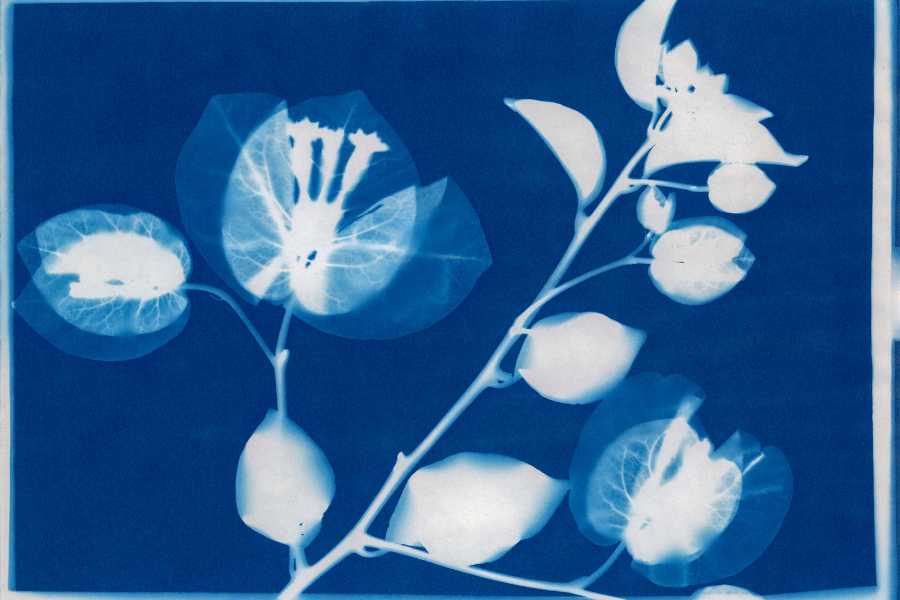Capturing Memories With Cyanotype Photography