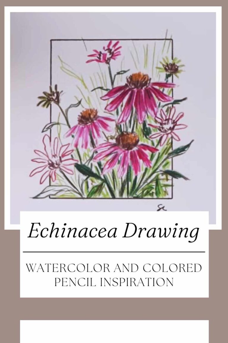 Echinacea Drawing: Watercolor and Colored Pencil Inspiration