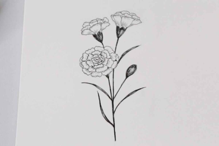 Step-by-Step Tutorial: How to Illustrate Carnations in Detail